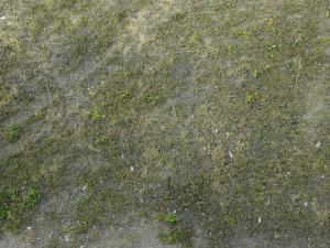 other grass textures - Texturelib